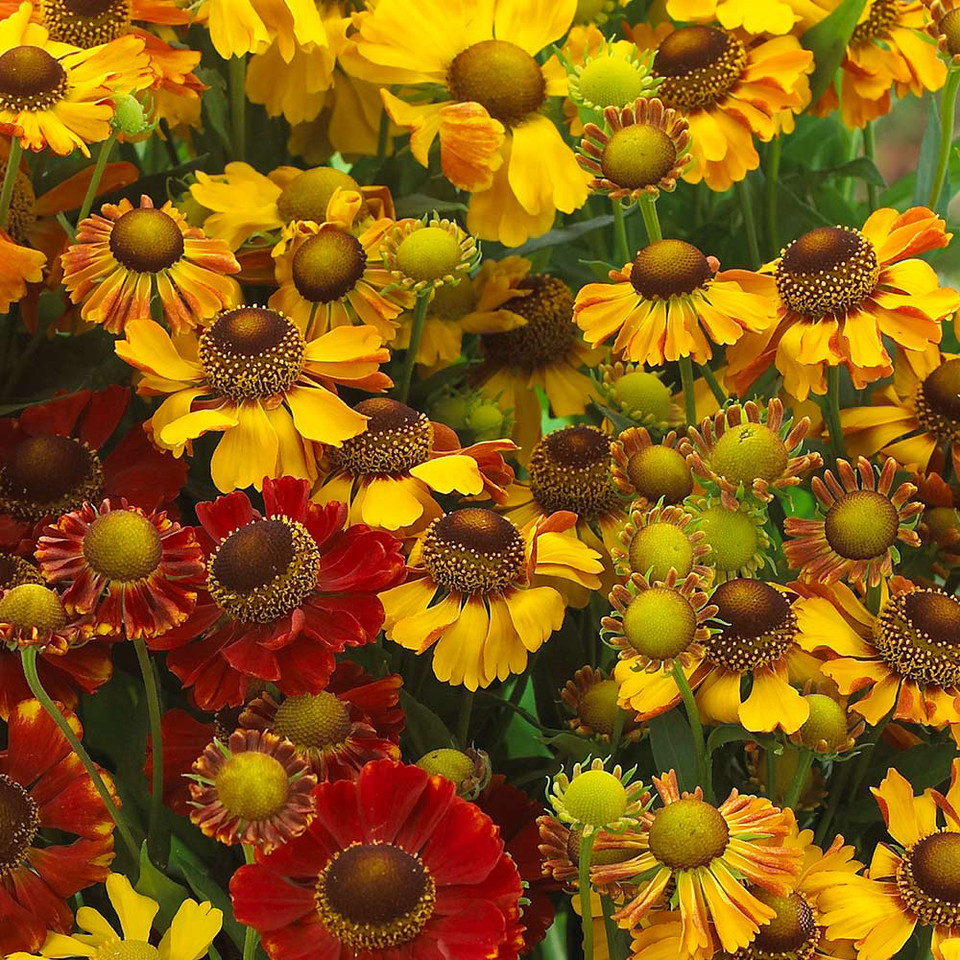 Helenium Orange | Parkers Wholesale