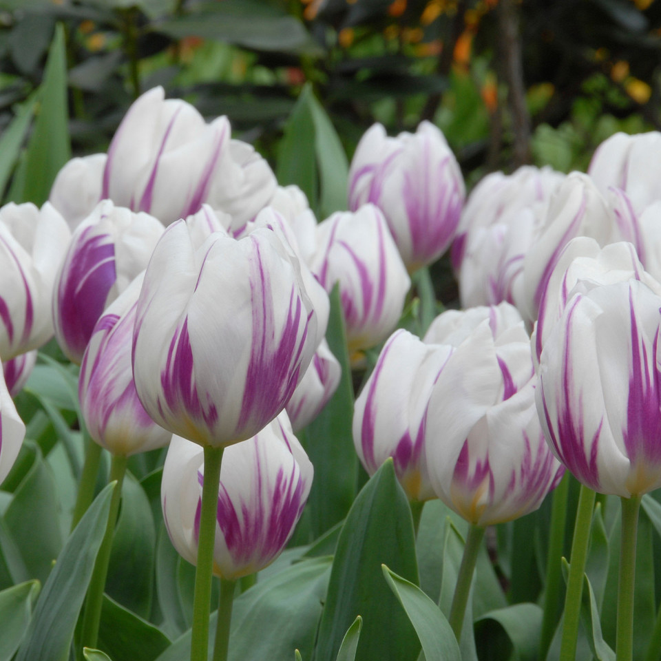 Buy premium quality Tulip Flaming Flag 10/12cm from Dutch Bulbs