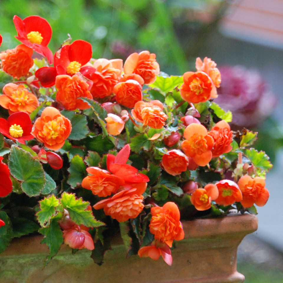 Begonia Multiflora Richard Galle | Parkers Wholesale