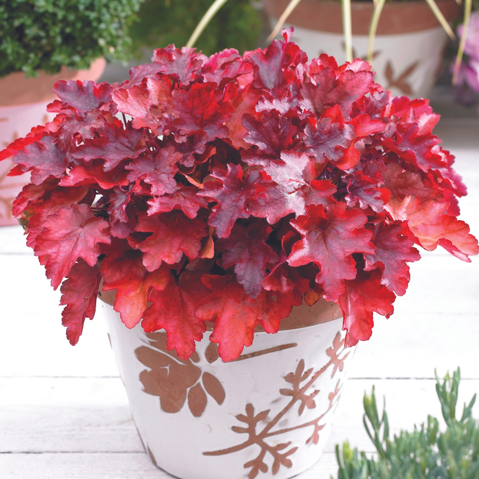 Heuchera Peach Flambe | Parkers Wholesale