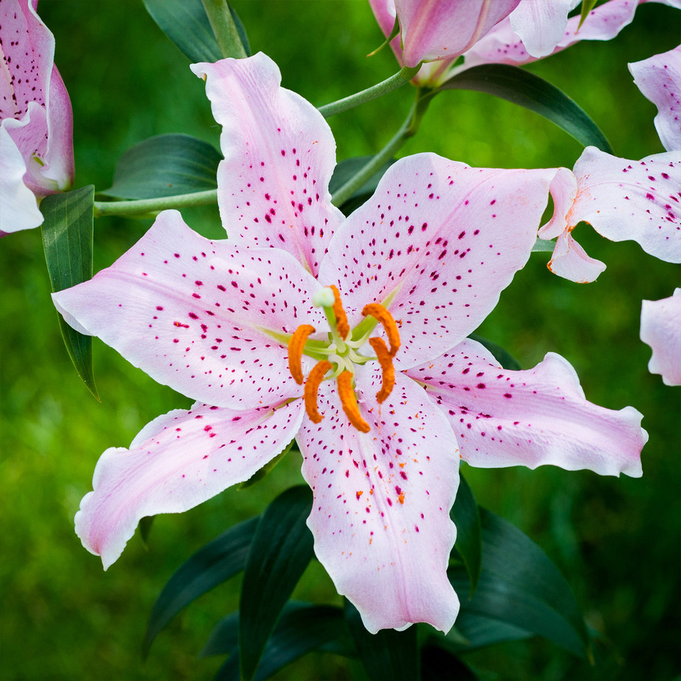 Lilium Curly Sue | Parkers Wholesale