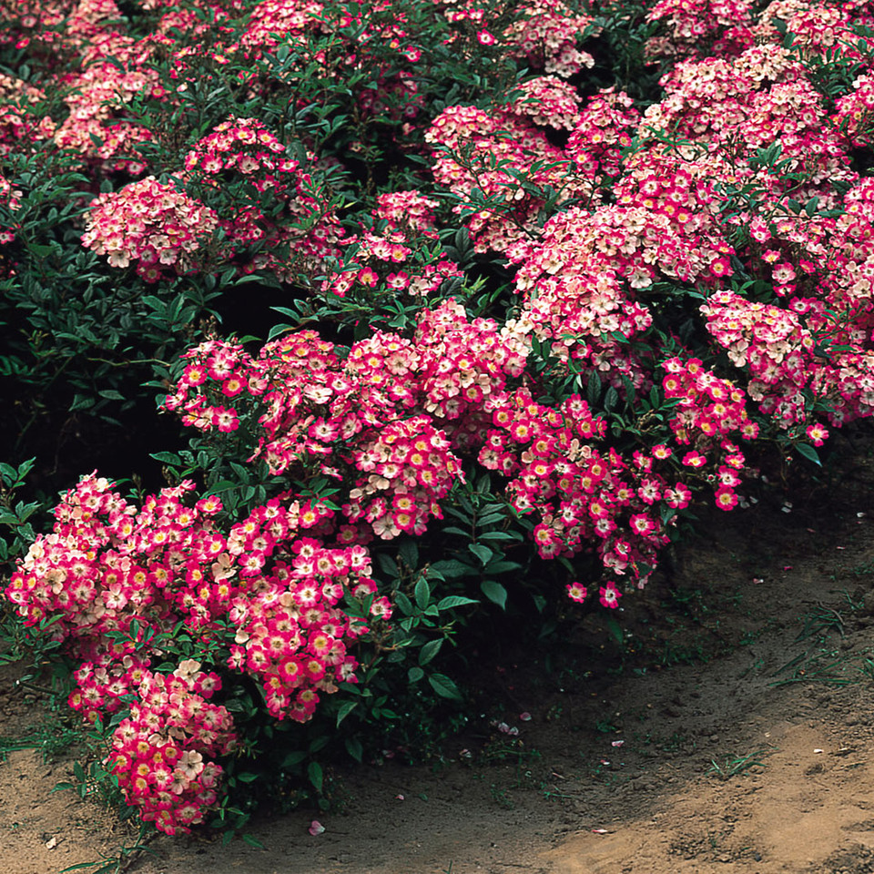 Rose Ballerina | Parkers Wholesale