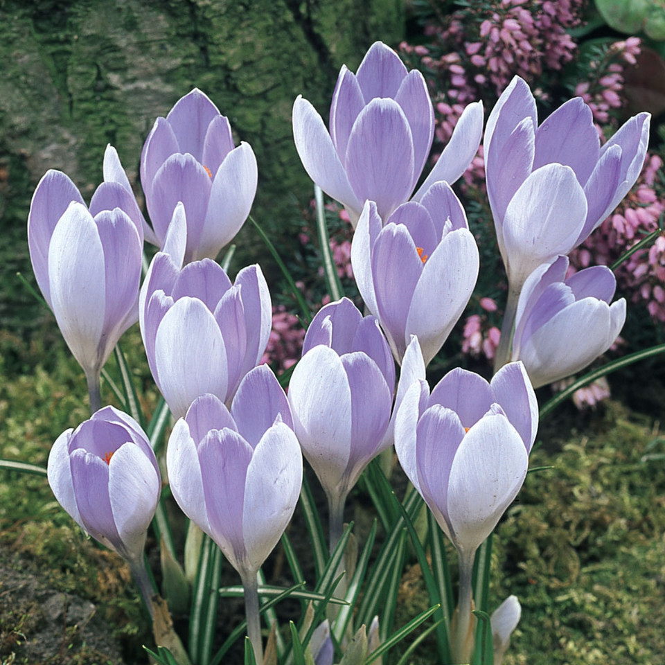 Crocus Vernus Vanguard - J Parker Dutch Bulbs (Wholesale) Ltd. (B2B)