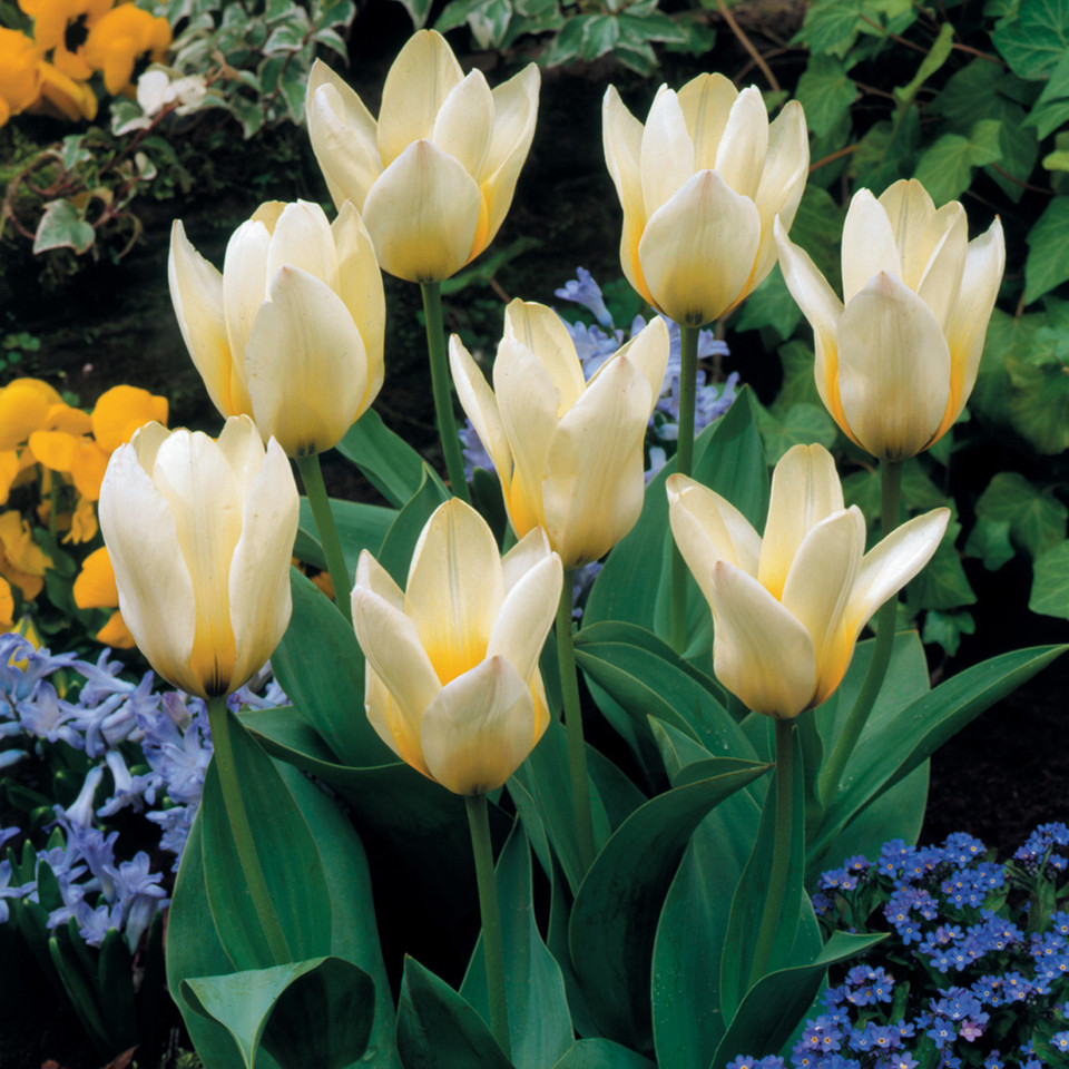 Buy premium quality Tulip Concerto 10/12cm from Dutch Bulbs