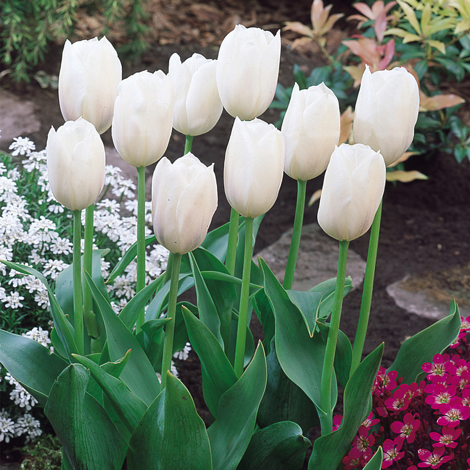 Buy premium quality Tulip Maureen 10/12cm from Dutch Bulbs