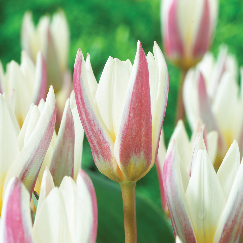 Buy premium quality Tulip Ice Stick 10/12cm from Dutch Bulbs