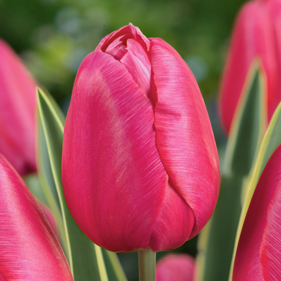 Buy premium quality Tulip Swarovski 10/12cm from Dutch Bulbs