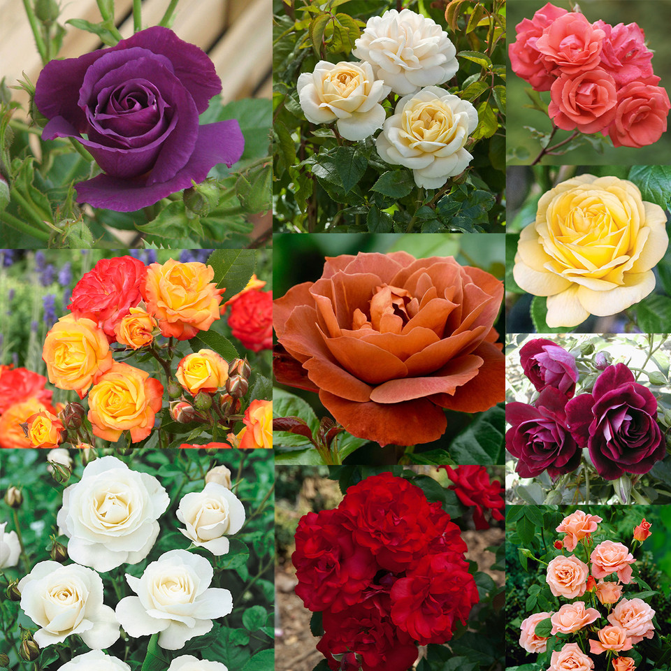 Floribunda Roses Named | Parkers Wholesale