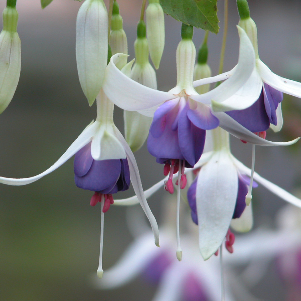 Fuchsia Hardy Collection - J Parker Dutch Bulbs (Wholesale) Ltd. (B2B)