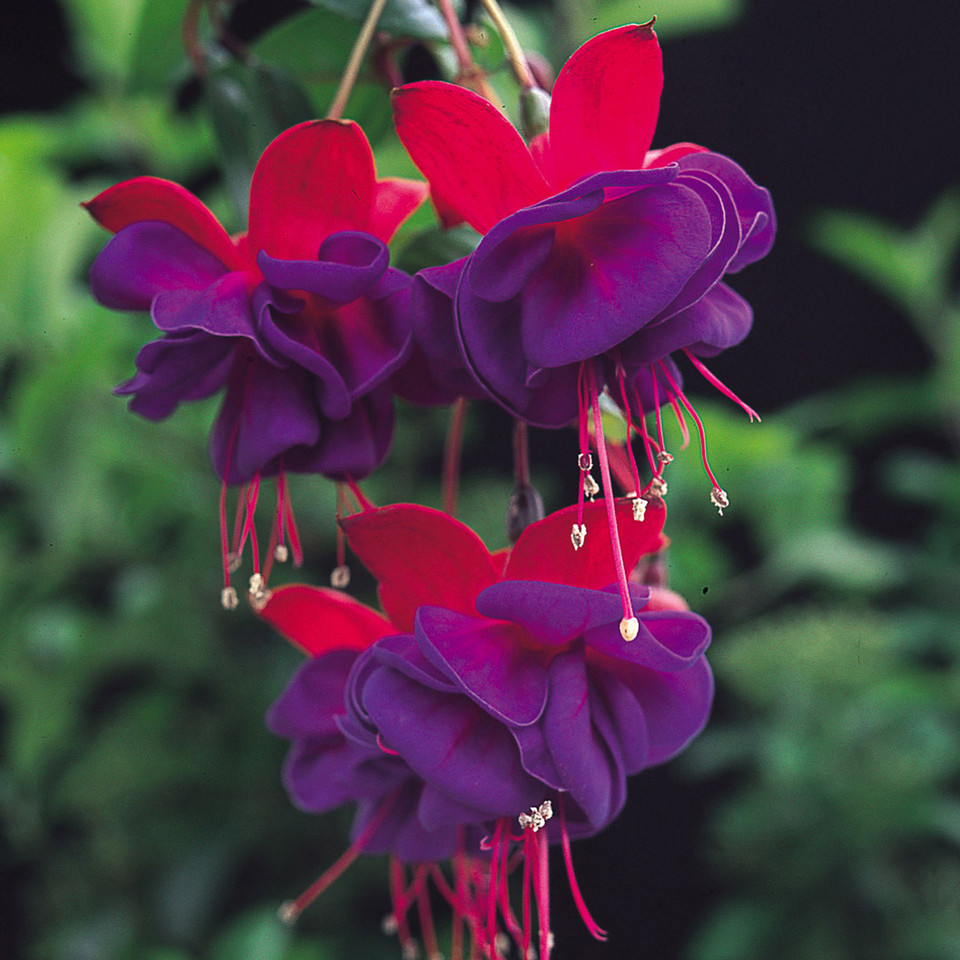 Fuchsia Hardy Collection - J Parker Dutch Bulbs (Wholesale) Ltd. (B2B)