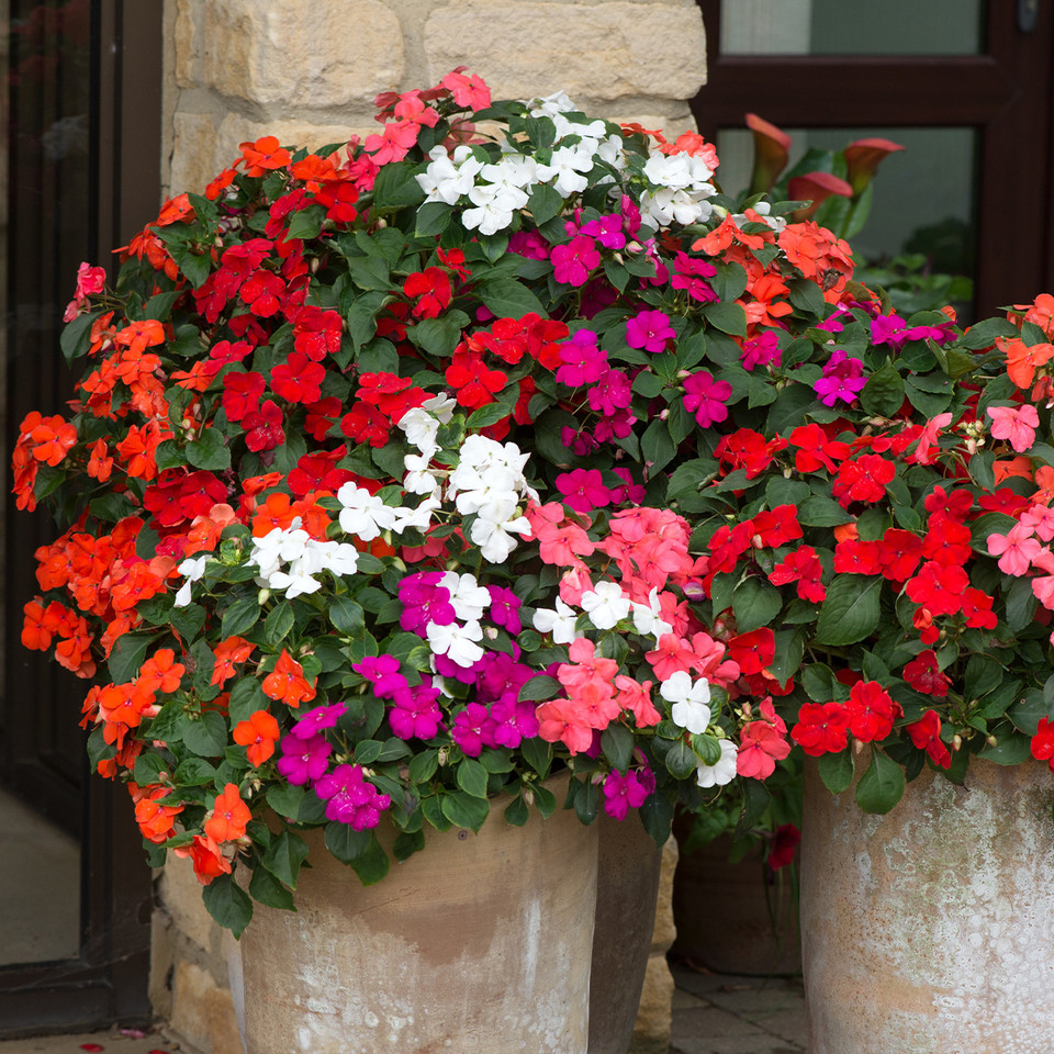 Impatiens Beacon Mixed (Garden Ready) - J Parker Dutch Bulbs (Wholesale ...