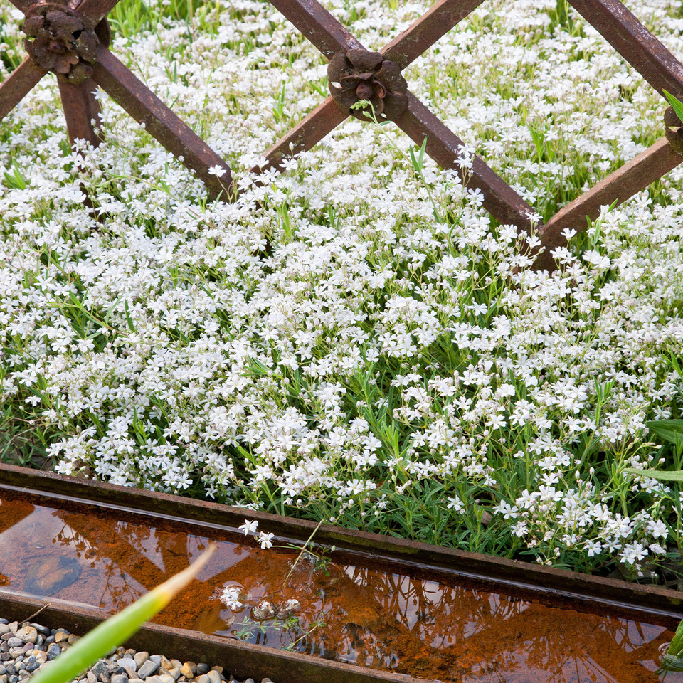 Shop Gypsophila Repens Alba | J. Parker's Wholesale