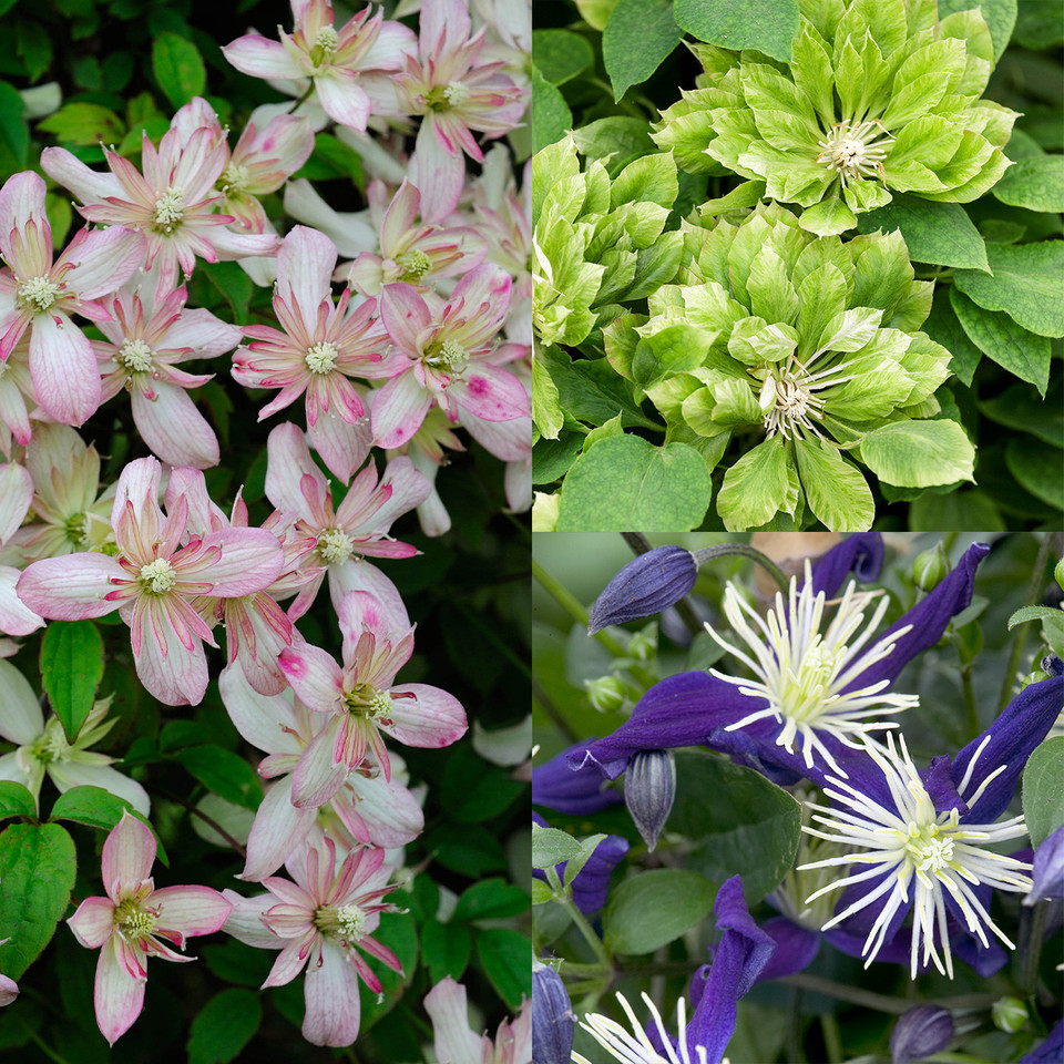 Buy Clematis Mixed | Dutch Bulbs