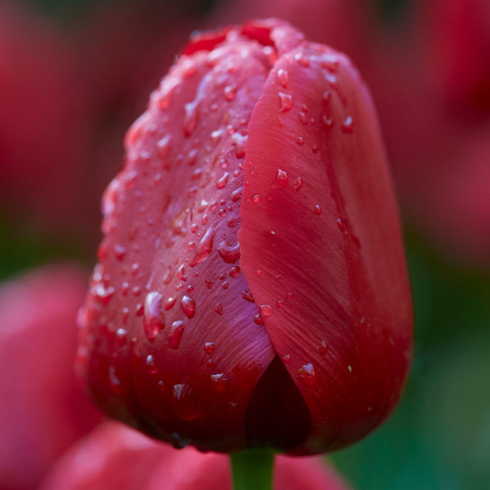 Buy premium quality Tulip 'Unique de France' 10/12cm from Dutch Bulbs