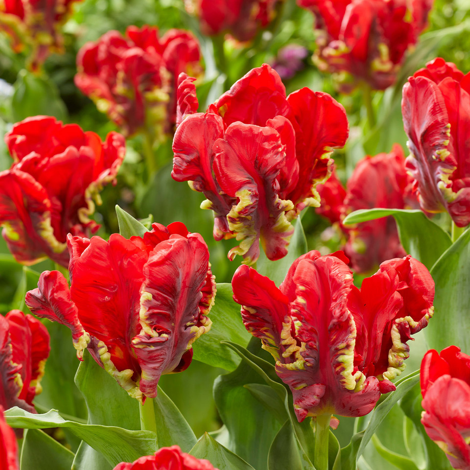 Buy premium quality Tulip 'Seadov Parrot' 10/12cm from Dutch Bulbs