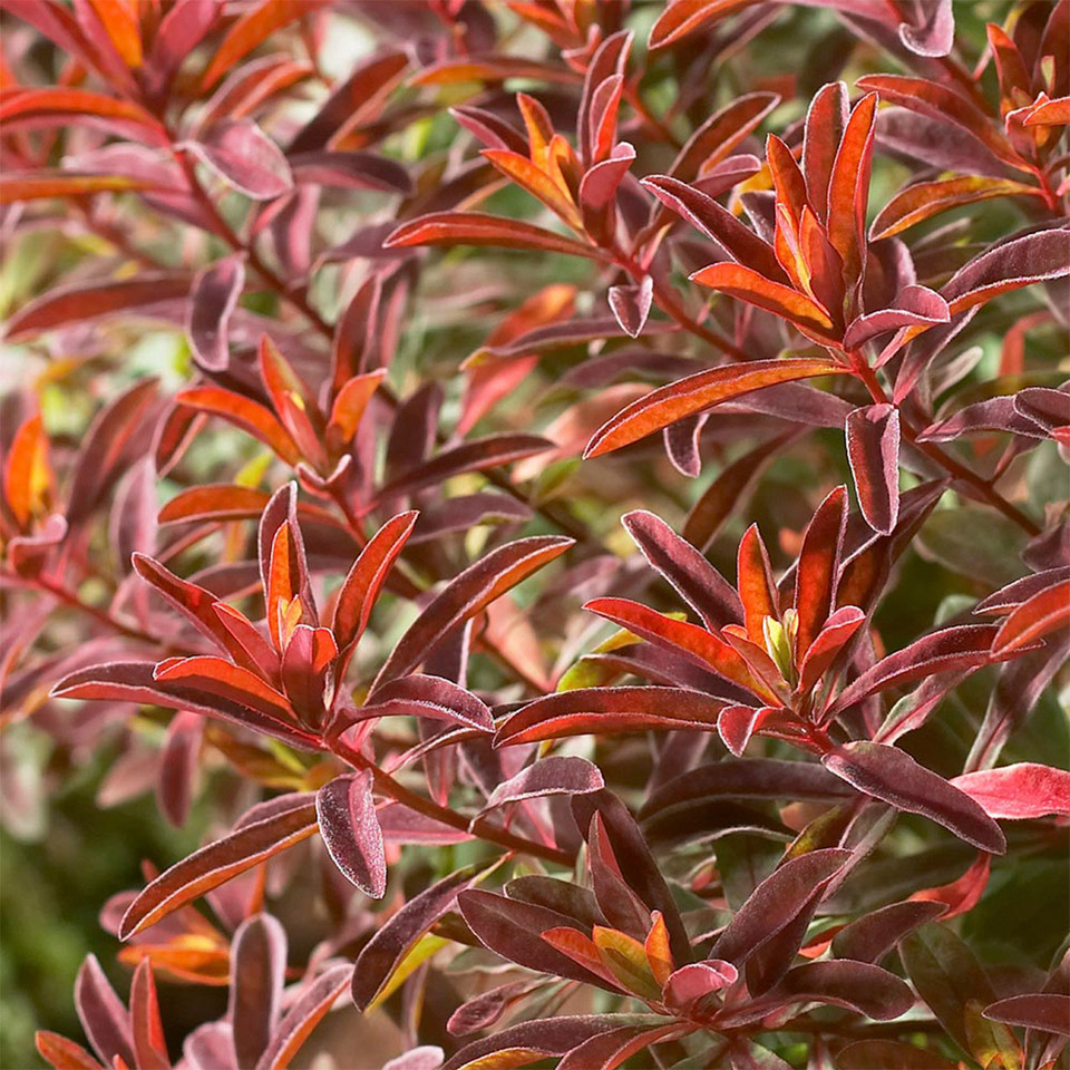 Buy premium-quality Euphorbia 'Bonfire' from Dutch Bulbs