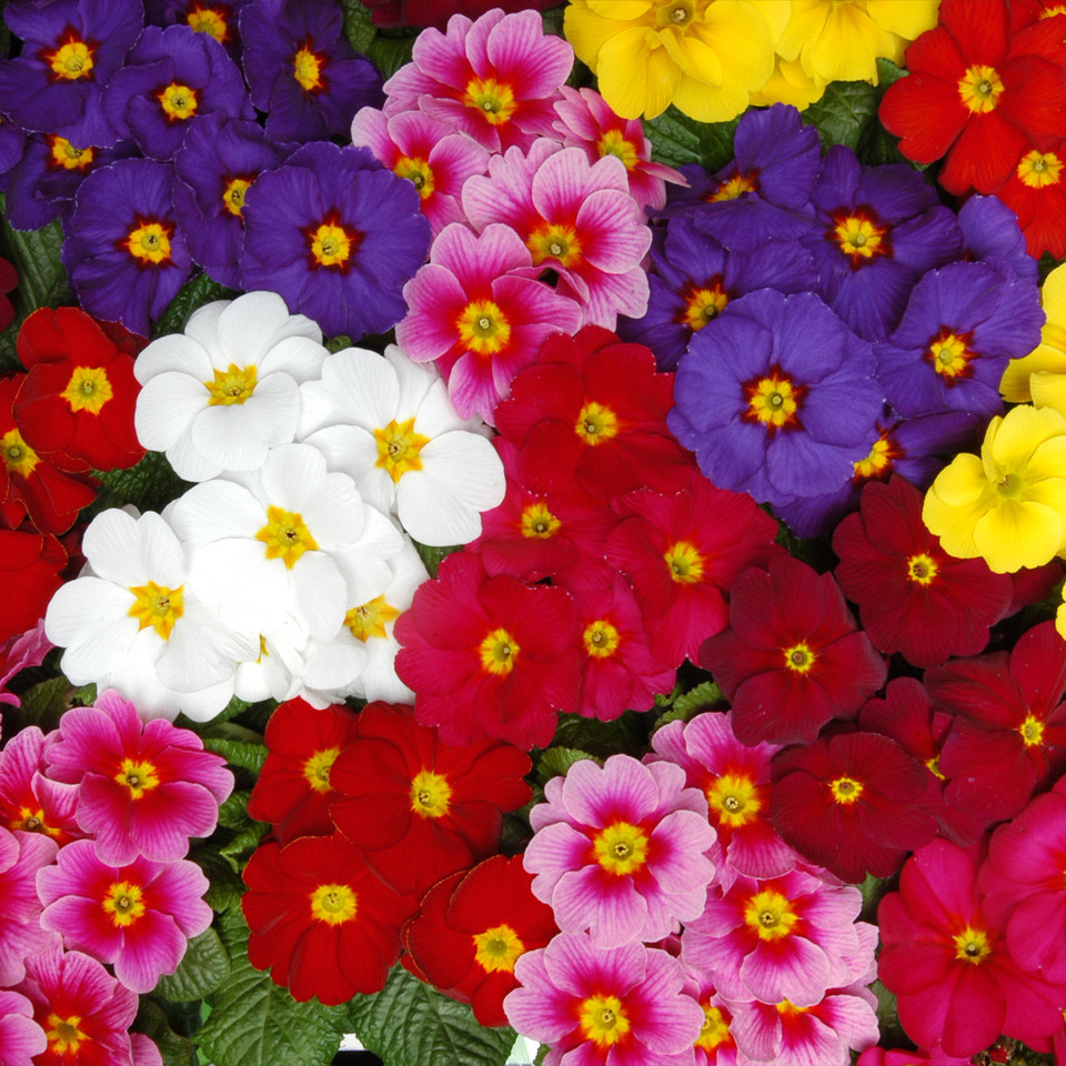 60 Primula Wanda Mix - J Parker Dutch Bulbs (Wholesale) Ltd. (B2B)