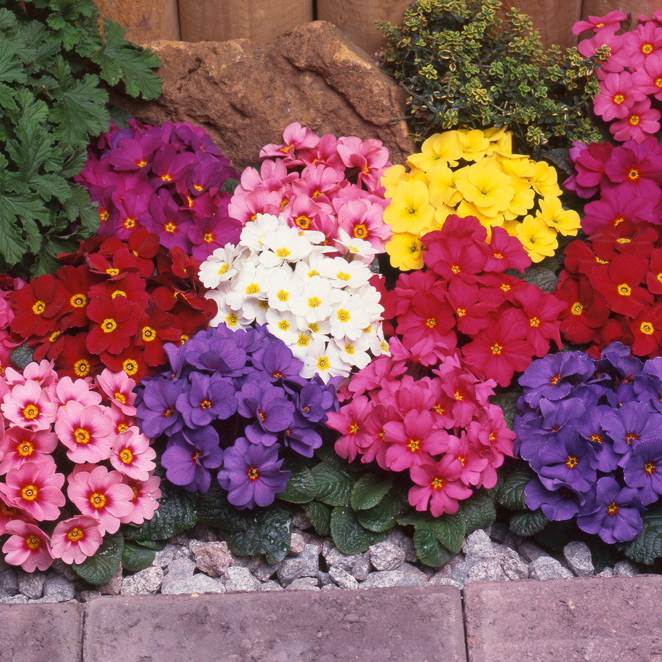 60 Primula Wanda Mix - J Parker Dutch Bulbs (Wholesale) Ltd. (B2B)