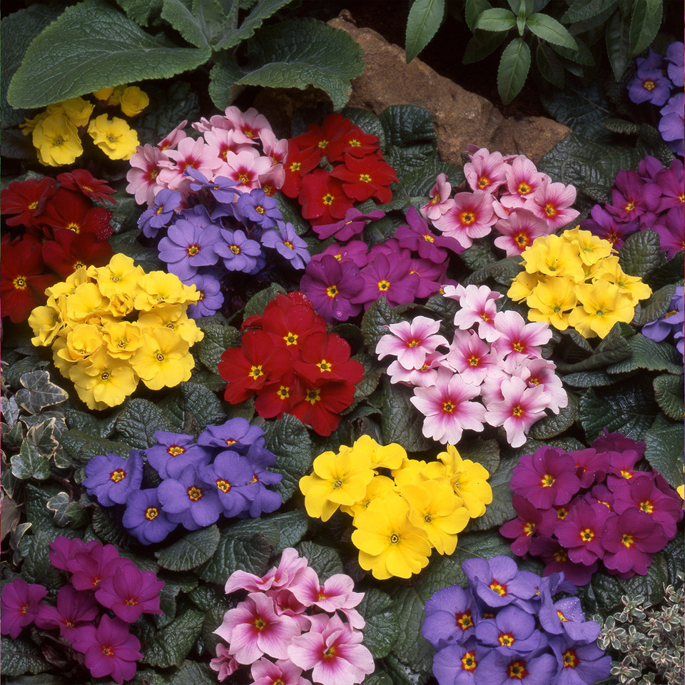 60 Primula Wanda Mix - J Parker Dutch Bulbs (Wholesale) Ltd. (B2B)