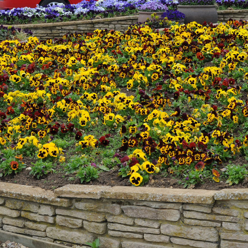 60 Pansy Matrix Autumn Blaze - J Parker Dutch Bulbs (Wholesale) Ltd. (B2B)
