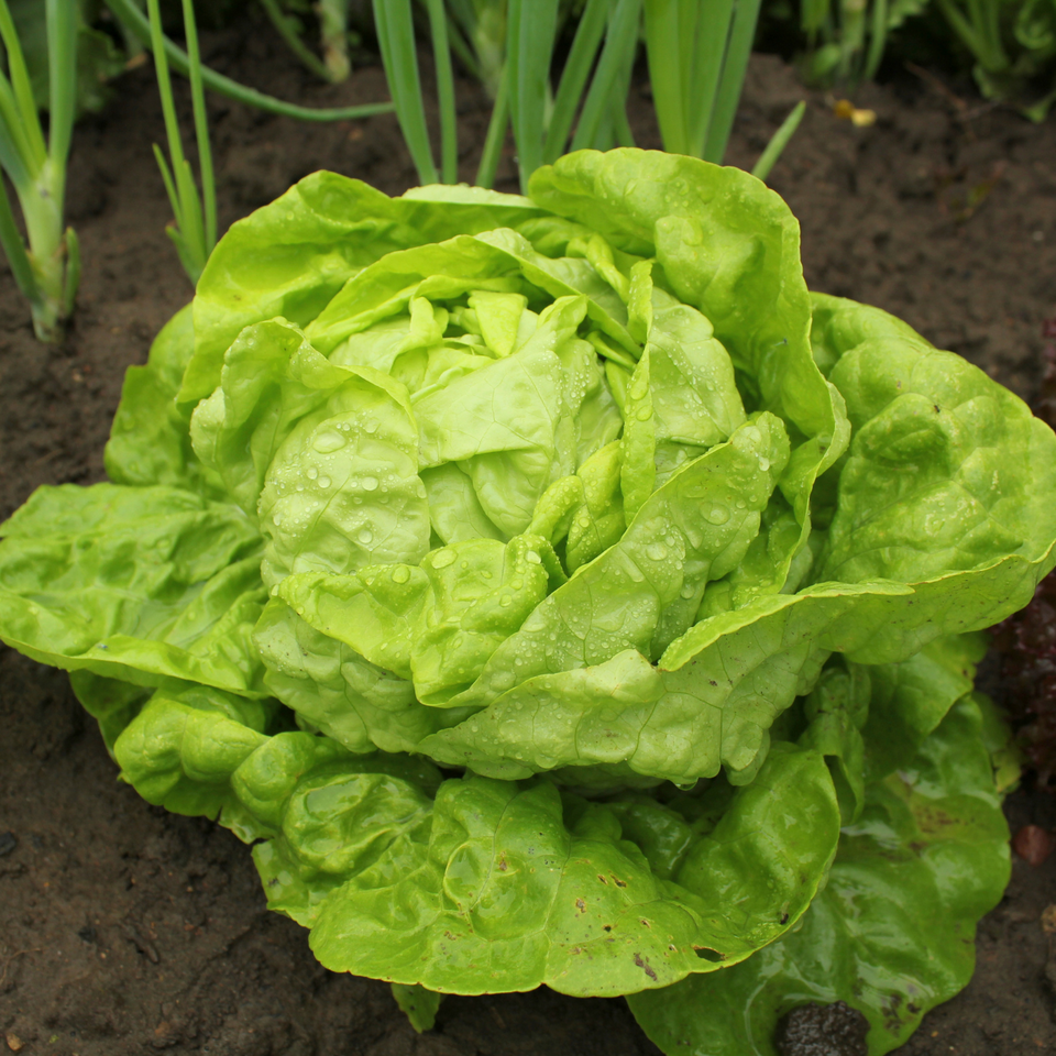 Shop top quality Lettuce All Year Round seeds from Dutch Bulbs