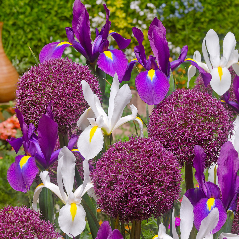 Shop All Bulbs - Page 1 - J Parker Dutch Bulbs (Wholesale) Ltd. (B2B)