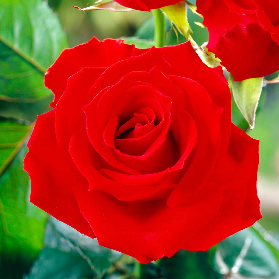 Buy premium-quality Rose Ingrid Bergman from Dutch Bulbs