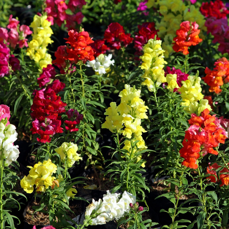 Buy Antirrhinum Snapdragon Tetra Mixed at jparkers.co.uk