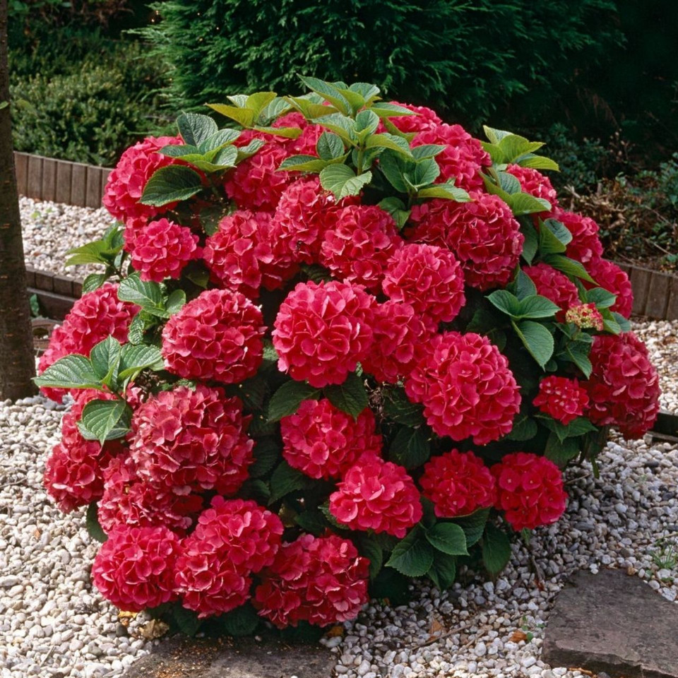 Buy premium-quality Hydrangea Red Prince from Dutch Bulbs