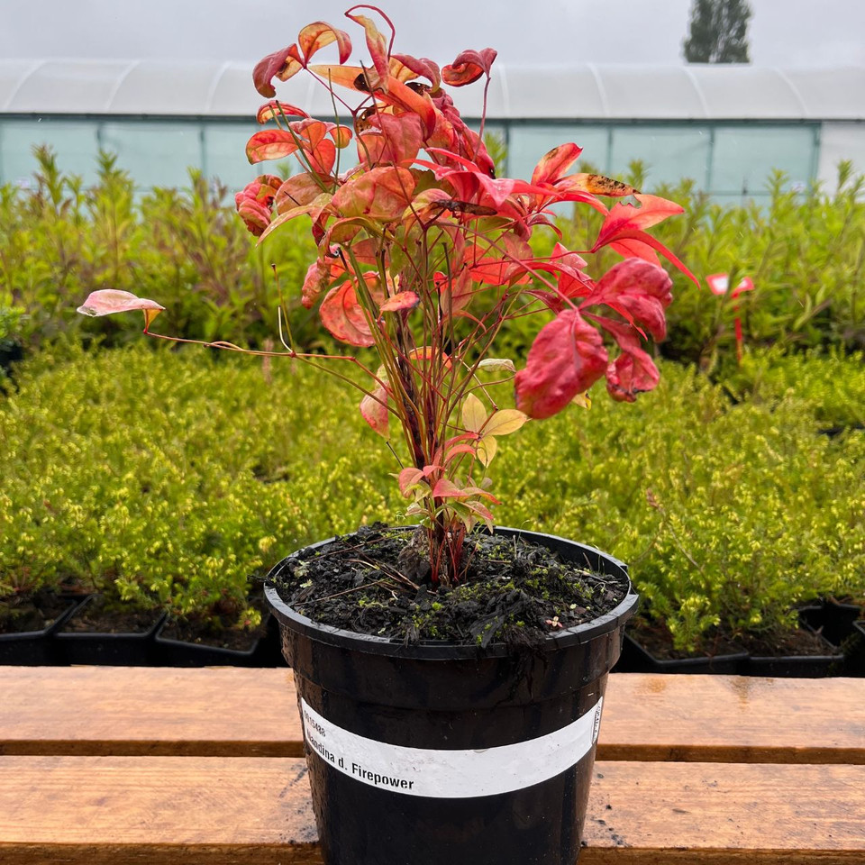 Buy premium-quality Nandina domestica Firepower from Dutch Bulbs