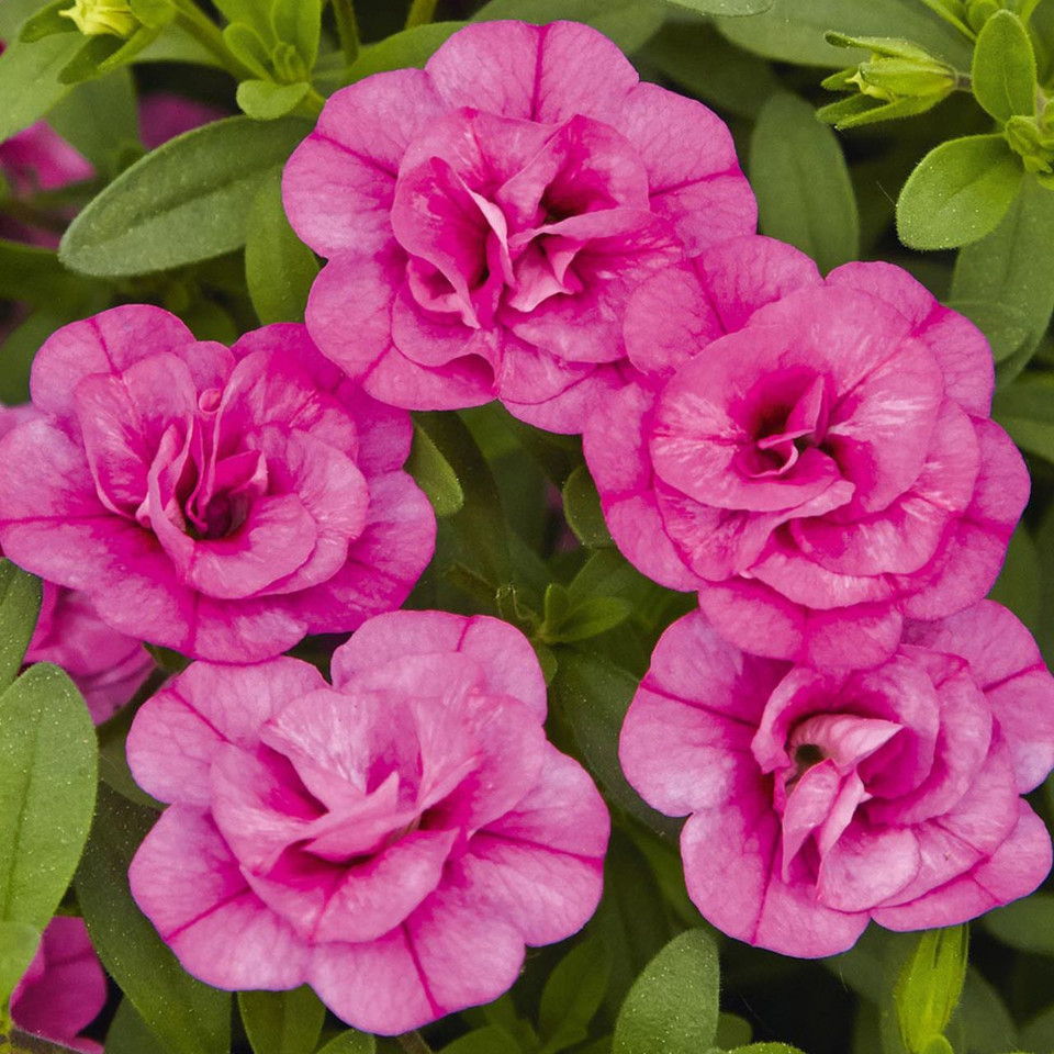 Buy premium quality Calibrachoa Calita Double Rosy from Dutch Bulbs