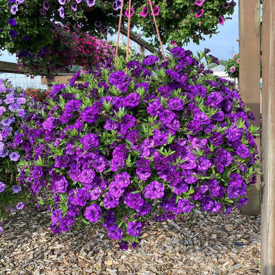 Buy premium quality Calibrachoa Calita Double Collection from Dutch Bulbs