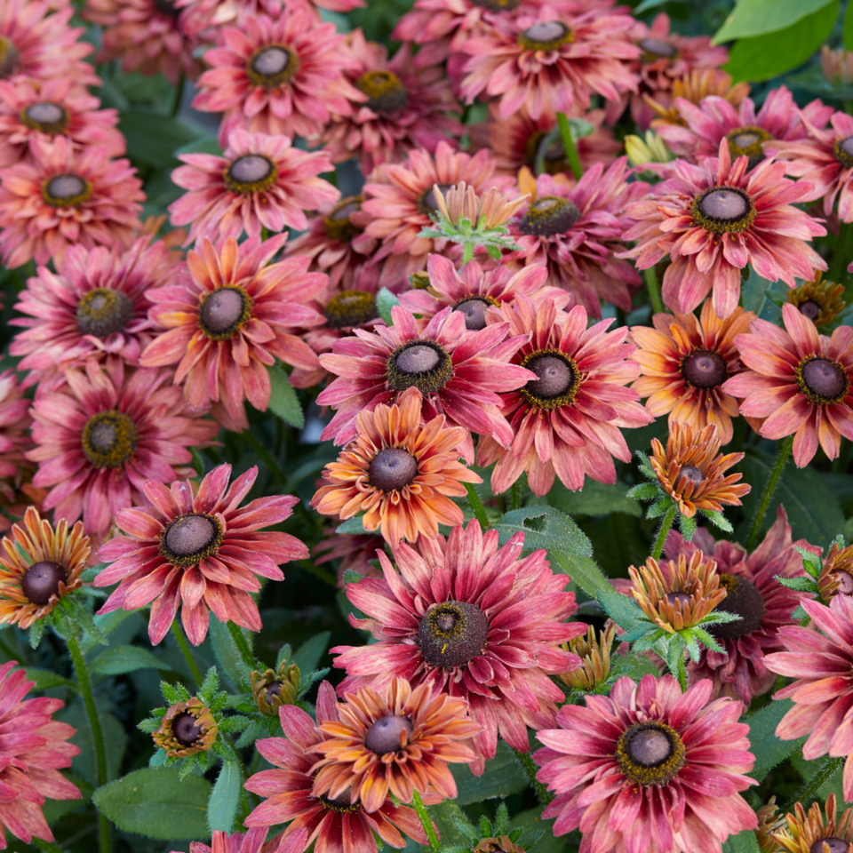 Buy premium-quality Rudbeckia Enchanted Ruby Crush from Dutch Bulbs