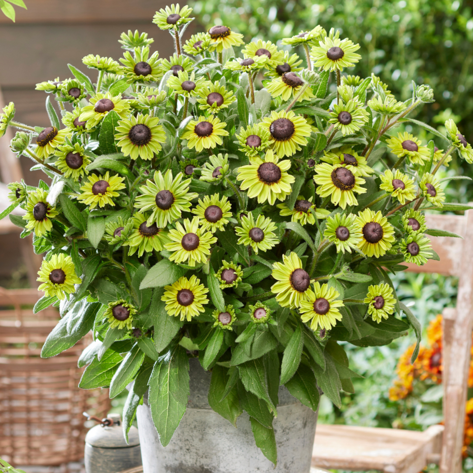 Buy premium-quality Rudbeckia Enchanted Ruby Crush from Dutch Bulbs