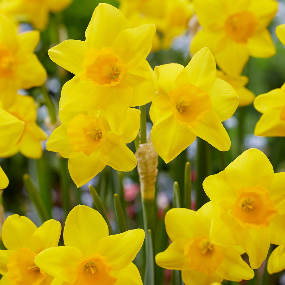 Buy Narcissus Garden Opera | J Parker Dutch Bulbs