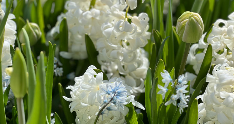 J Parker Dutch Bulbs (Wholesale) Ltd. (B2B)