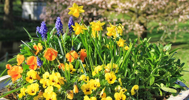 J Parker Dutch Bulbs (Wholesale) Ltd. (B2B)