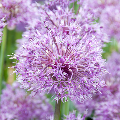 Allium Early Emperor | Parkers Wholesale