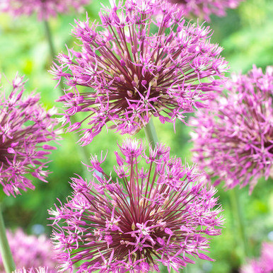 Allium Early Emperor | Parkers Wholesale