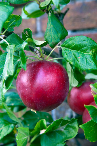 Apple Red Devil | Parkers Wholesale