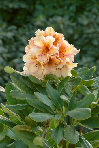 Rhododendron Norfolk Candy | Parkers Wholesale