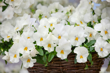 Trailing Pansy Cool Wave White | J Parker Dutch Bulbs