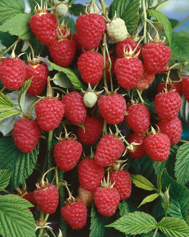 Raspberry Glen Clova | Parkers Wholesale