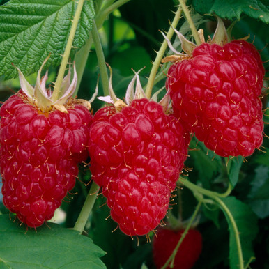 Raspberry Malling Jewel | Parkers Wholesale