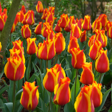 Tulip Cape Cod | Parkers Wholesale