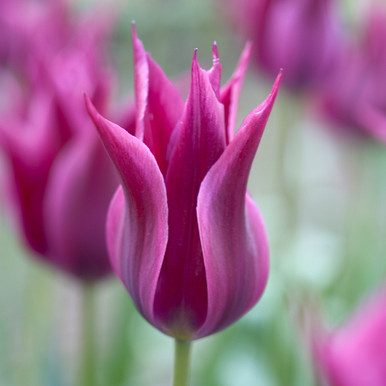 Tulip Maytime | Parkers Wholesale