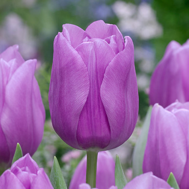Tulip Alibi | Parkers Wholesale
