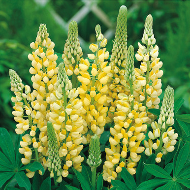Lupin Gallery Yellow 7cm - J Parker Dutch Bulbs (Wholesale) Ltd. (B2B)