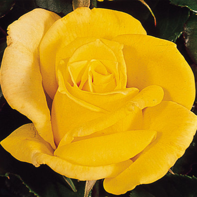 Rose Summer Sunshine - J Parker Dutch Bulbs (Wholesale) Ltd. (B2B)