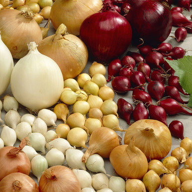 Shallot Red Sun (12.5kg) - J Parker Dutch Bulbs (Wholesale) Ltd. (B2B)